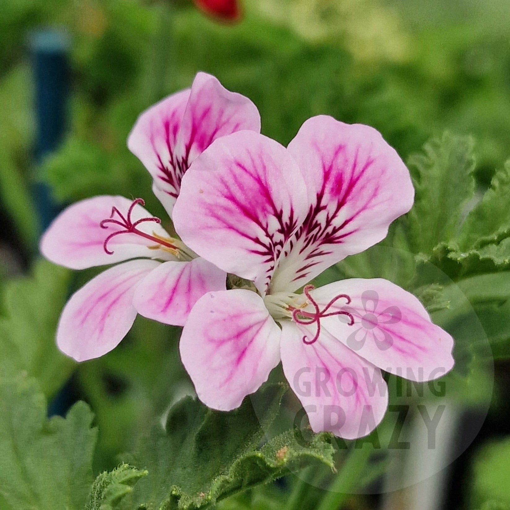 Mme Nonin (Madam Nonin) - Unique Pelargonium (Geranium) Plant - 6cm bi ...
