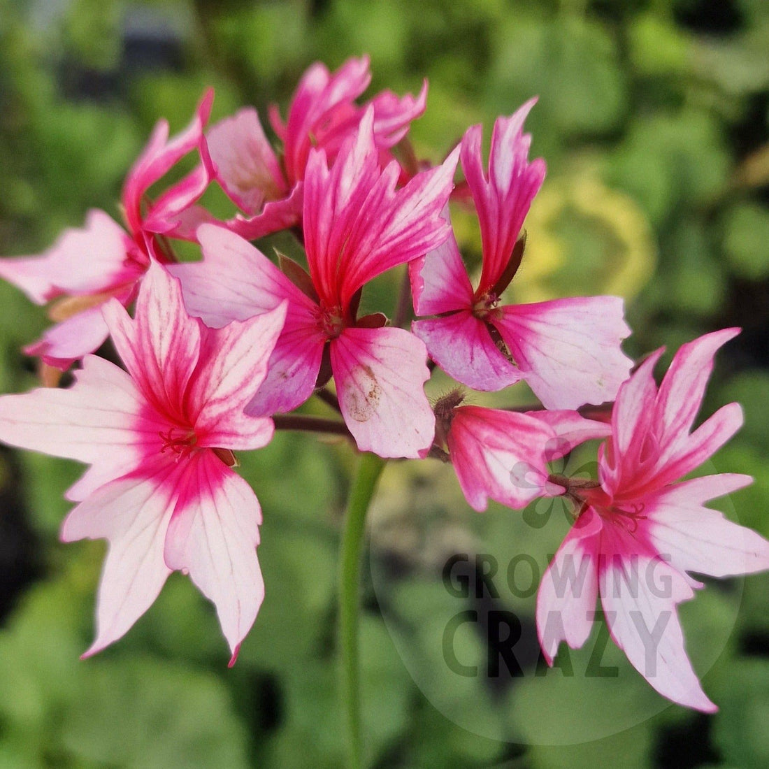 Rushmoor Rowan - Stellar Pelargonium (Geranium) Plant - 6cm bio pot ...