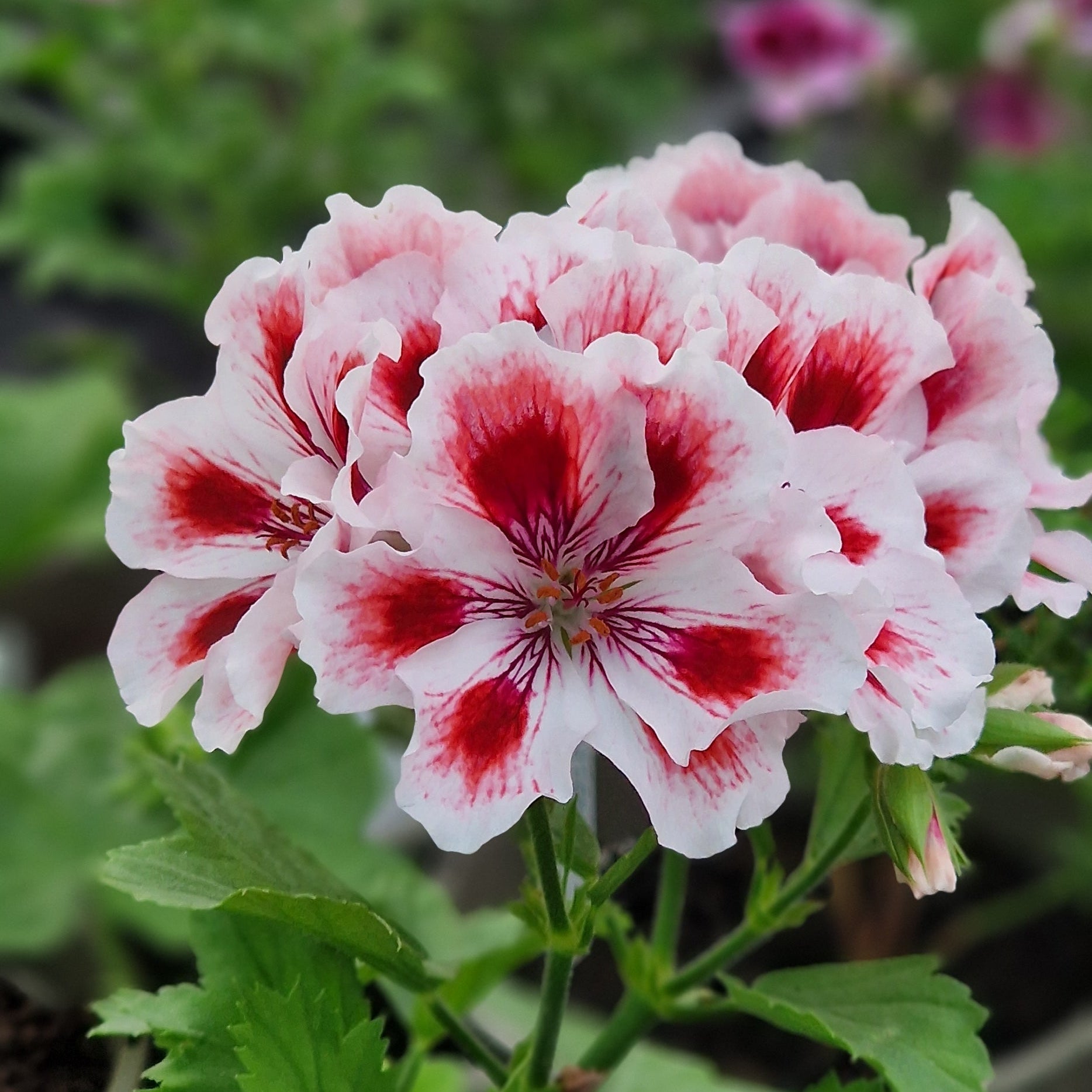 Aztec - Regal Pelargonium (Geranium) plant - 6cm bio pot – Growing ...