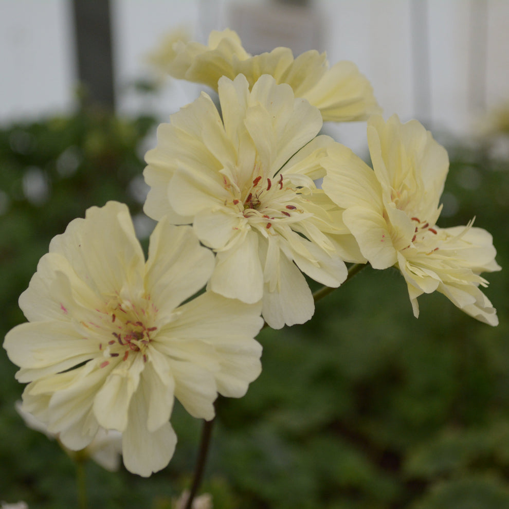 Rushmoor Mississippi - Zonartic Pelargonium (Geranium) Plant - 6cm bio ...