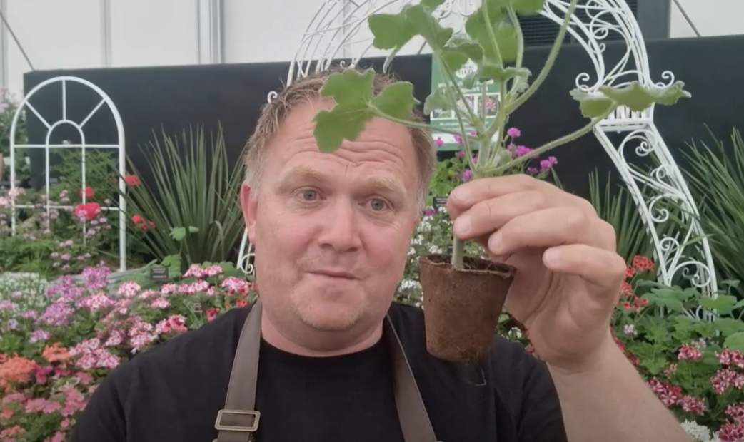 Growing Crazy - UK Pelargonium Specialists | Scented & Heritage Plants ...