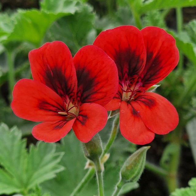 Crimson Unique - Unique Pelargonium (Geranium) Plant - 6cm bio pot ...