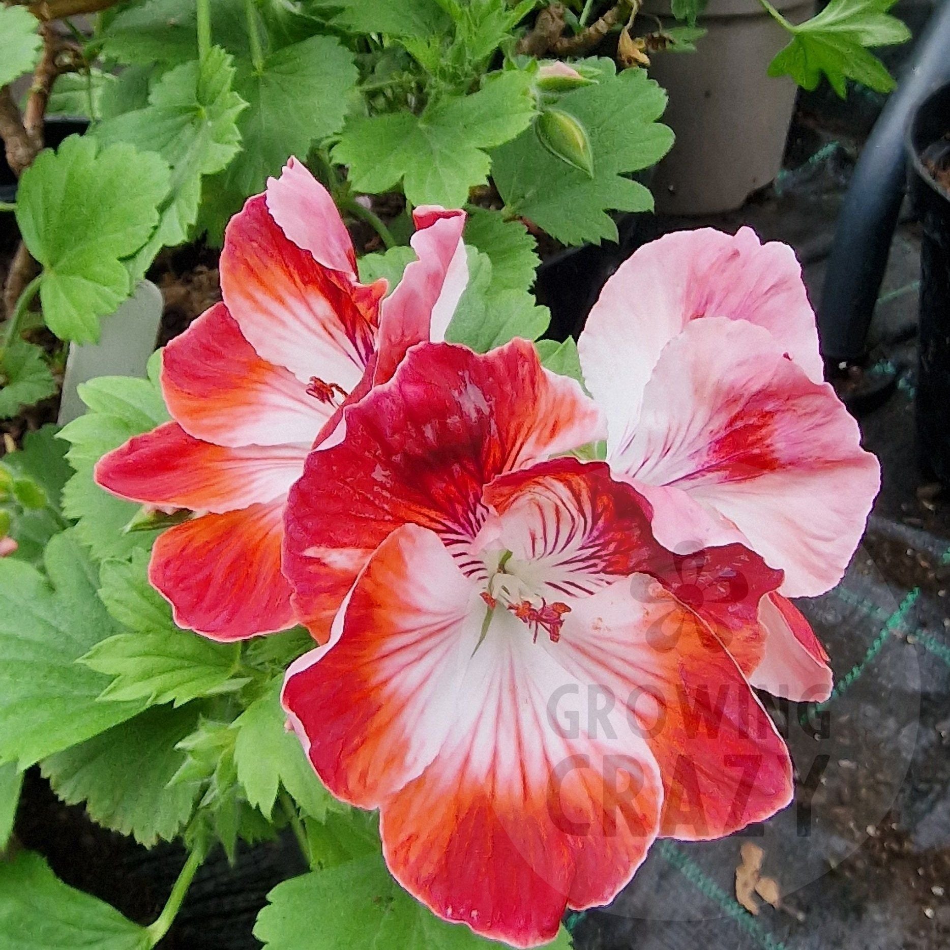 Turkish Coffee - Regal Pelargonium (Geranium) plant - 6cm bio pot ...