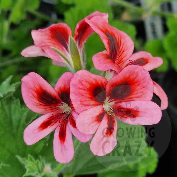 Bolero - Unique Pelargonium (Geranium) Plant - 6cm bio pot – Growing ...