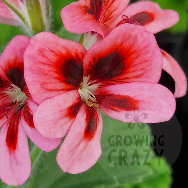 Bolero - Unique Pelargonium (Geranium) Plant - 6cm bio pot – Growing ...