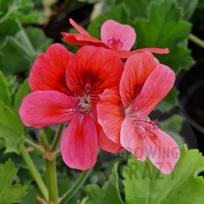 Polka - Unique Pelargonium (Geranium) Plant - 6cm bio pot – Growing ...