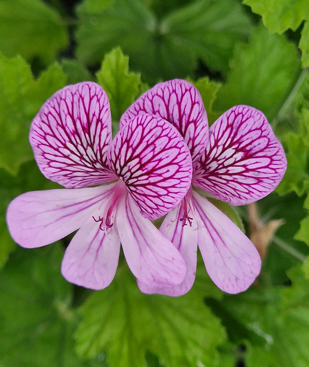 P. San Francisco - Species Pelargonium / Geranium - Single Plant 6cm b ...