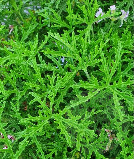 Radula - Scented Leaf Pelargonium (Geranium) Plant - 6cm bio pot ...