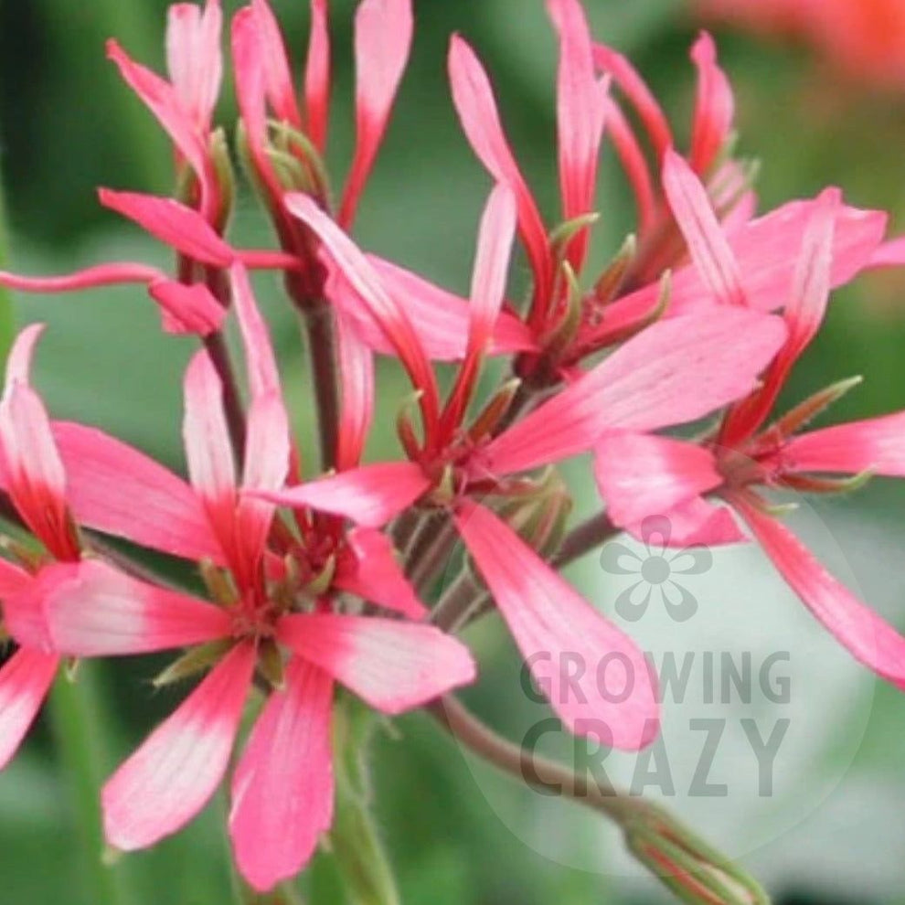 Red Witch - Stellar Pelargonium (Geranium) Plant - 6cm bio pot ...