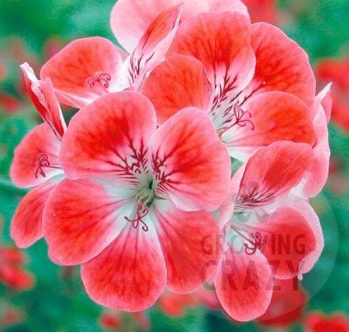 Paton's Unique - Unique Pelargonium (Geranium) Plant - 6cm bio pot ...